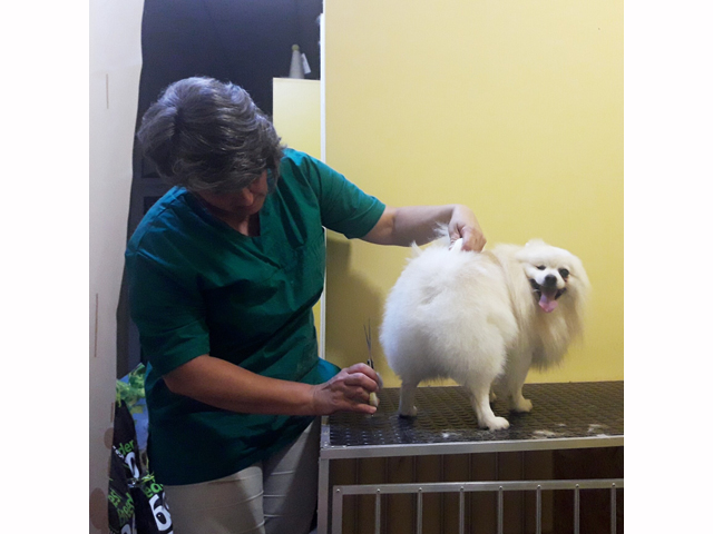 VET POINT VETERINARSKA AMBULANTA & PET SHOP, pet shop Temerin, pet shop ...